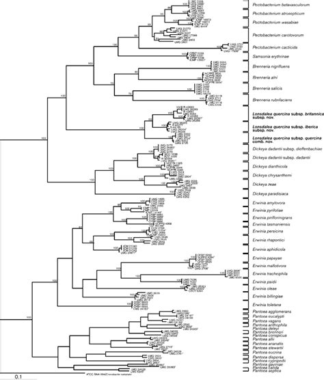 Maximum Likelihood Tree Based On Concatenated Partial Gyrb Rpob Atpd