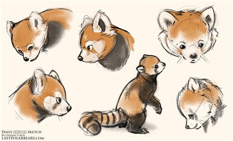 Red Panda Drawing Reference Forced Logbook Photos