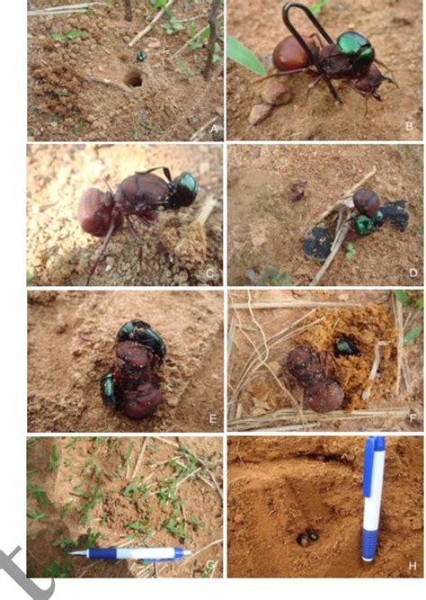 figure 1 from predation rates of a beetle canthon virens that kills female leaf cutting ants