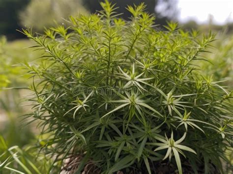 Cleavers Galium Aparine Stock Illustration Illustration Of Club