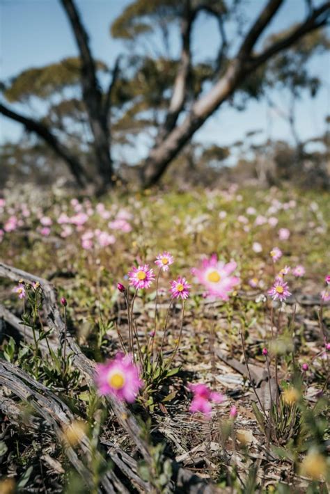 Ultimate Guide To Western Australian Wildflowers FREE Map