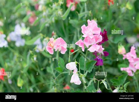 Close Up Of Colourful Varieties Of Sweet Peas Lathyrus Odoratus