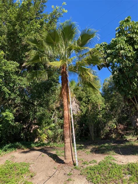 Most Regularly Requested Advanced Palms True Green Nursery