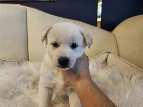 진도믹스 맹구 포메라니안키우는방법 말티즈키우는방법 말티푸키우는방법 푸들키우는방법 먼치킨키우는방법 랙돌키우는방법 브리티쉬숏헤어