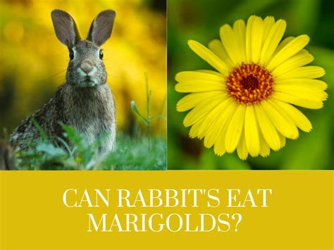 Can Rabbits Eat Weed 4 Surprising Health Benefits Of Weed