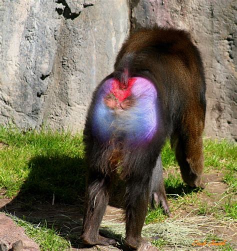 If We All Had Colorful Butts Like This No One Would Have To Wear Pants
