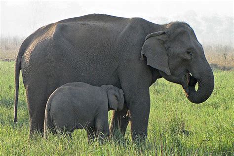 Photo Gallery Wwf India