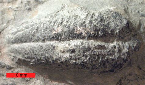 Trace Fossils Burrows