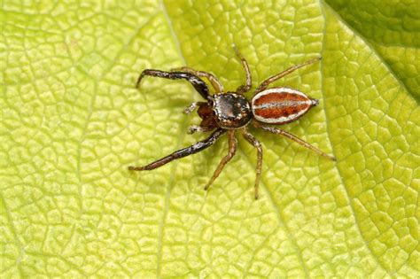 Jumping Spider Top View By Macrojunkie On DeviantArt