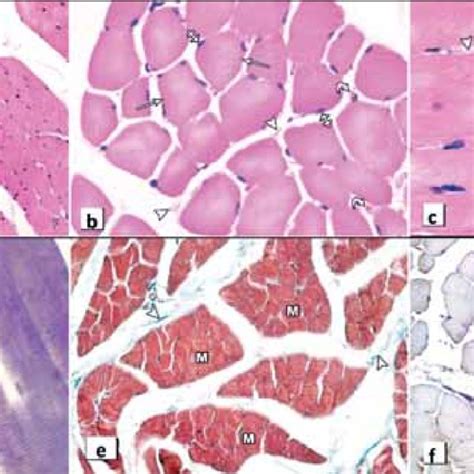 Photomicrographs Showing Transverse Section Ts Of A Control Rat Download Scientific Diagram