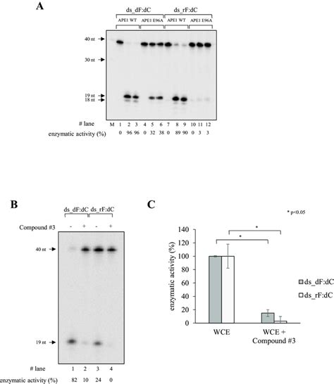 Recombinant Human Ape1 Efficiently Processes A Tetrahydrofuran Download Scientific Diagram