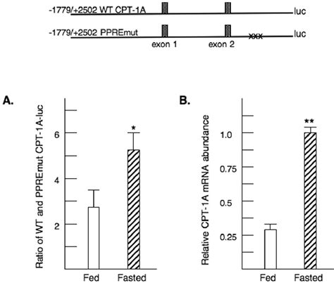Figure 4 From Peroxisome Proliferator Activated Receptor α Pparα And