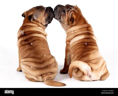 Puppies Kissing