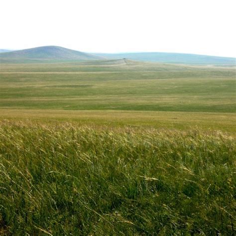 Mongolian Grass