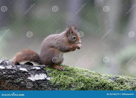 Scoiattolo Rosso Sciurus Vulgaris Immagine Stock Immagine Di