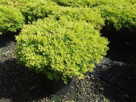 Buxus Microphylla Rococo Struik Potgekweekt Herplant