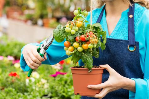 Three Ways To Grow Veggies In Small Spaces Baileux Mackay And Whitsundays Real Estate Agents