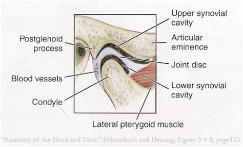 Visual Anatomy 視覚解剖学
