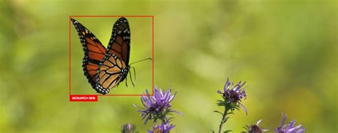 Butterfly Ai Image Recognition And Classification For Insect Detection Businessware Technologies
