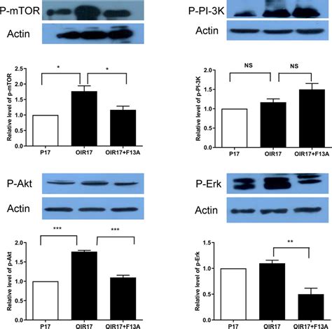 Western Blot Analysis The Protein Expression Of P Mtor P Akt And