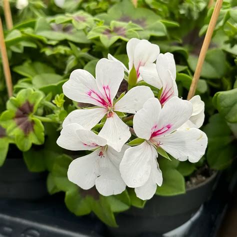 Geranium Ivy Trailing Single Flower White Pot Size 10 5cm The Boma