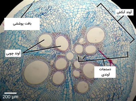 یاخته گیاهی چیست؟ به زبان ساده فرادرس مجله‌