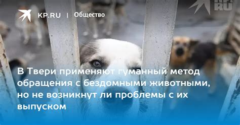 В Твери применяют гуманный метод обращения с бездомными животными но не возникнут ли проблемы с
