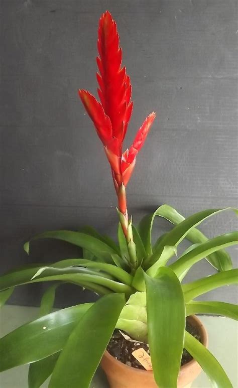 Removing Pups In A How To Guide For Propagating Bromeliads