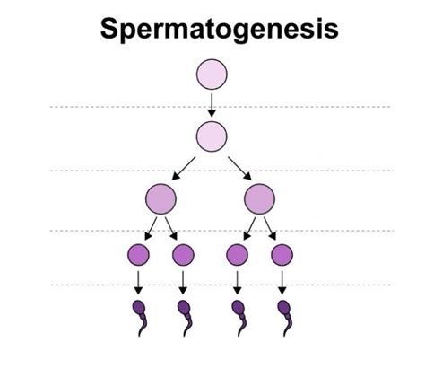 Spermatogenesis Diagram Quizlet
