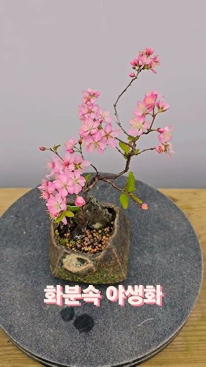 벚꽃보다 이쁜 산앵두 Shorts 야생화 화분속야생화 Youtube