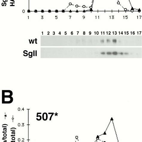 Density Gradient Fractionation Of Wild Type And 507 Vmat2