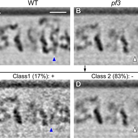 Classification Analysis Shows High Labeling Efficiency Of Drc4 Snap