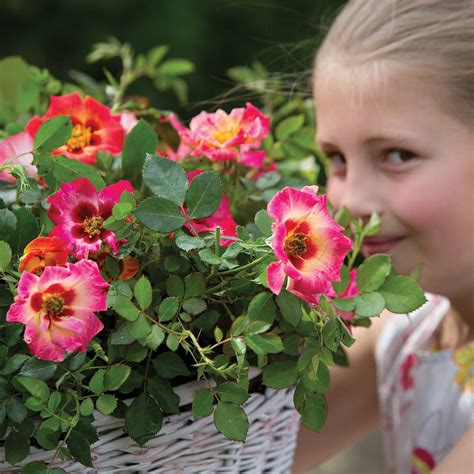 Rose Sweet Spot® Calypso Decorator Rose Thompson And Morgan