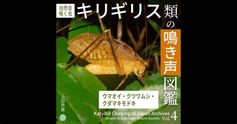 ‎katydid Chirping Of Japan Archives Vol4 Insects Grasshopper Nature