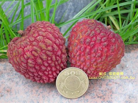 鵝蛋荔枝紅心荔枝紫娘喜 岷成果樹苗園
