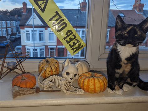 Meet Púca Shes Ready For Halloween 🎃 R Tuxetortico