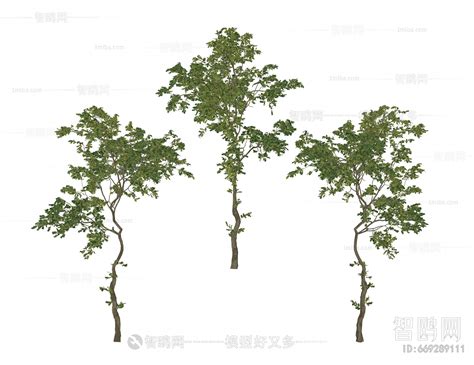 Modern Tree Sketchup Model Download Model Id669289111 1miba
