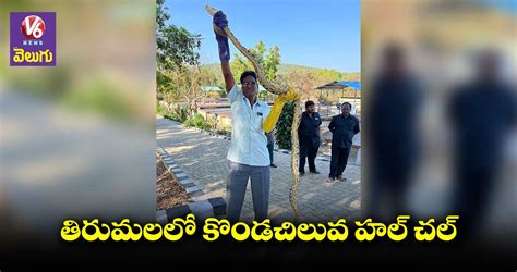 10 అడుగుల కొండ చిలువపరుగులు తీసిన జనం