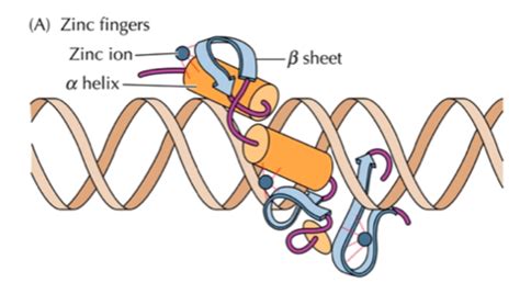 Exam 2 Control Of Gene Expression Flashcards Quizlet