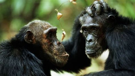Chimpanzees Make Friends Like Humans Do BBC Newsround