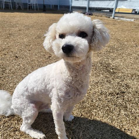 화이트 푸들 망고 강아지 책임분양 ♥ 아이조아 유기방지입양 파양 강아지보호소 고양이보호소 무료분양센터