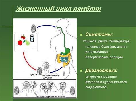 Медицинская паразитология Паразитические простейшие презентация онлайн