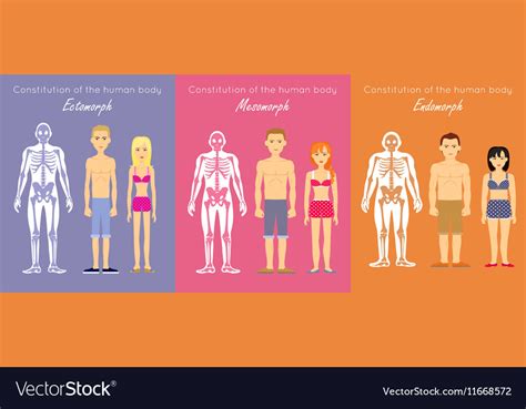 Human Body Constitution Flat Design Concept Vector Image