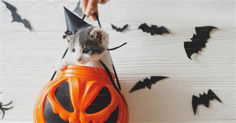 할로윈 트릭에 앉아 마녀 모자를 쓴 귀여운 새끼 고양이 또는 검은 박쥐와 함께 흰색 배경에 양동이를 치료합니다 잭 오 랜턴 호박 통을 들고 사랑스러운 키티와 손 즐거운