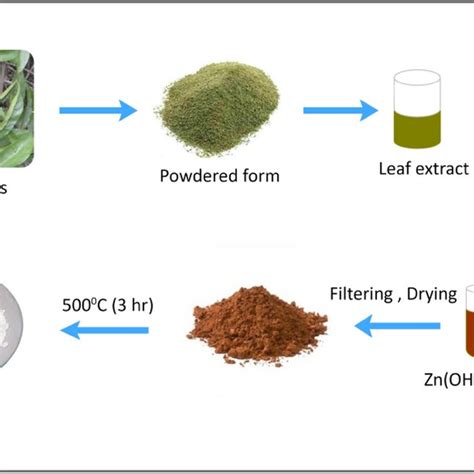 Schematic Diagram Showing The Synthesis Of Zno Nps Download