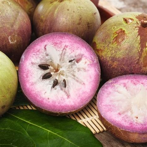 Star Apple Chrysophyllum Cainito Just Berry Plants