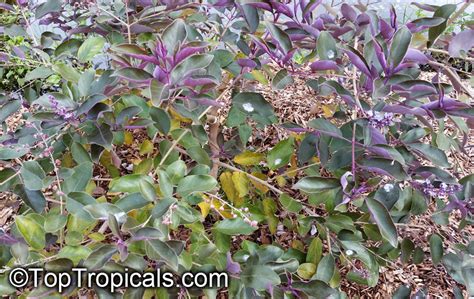 Vitex Trifolia Var Purpura Purpurea Arabian Lilac Top Tropicals