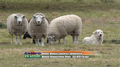 Ovinos Manejo Alimenticio Y Sanitario Mariano Ferreira 3 YouTube