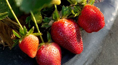 How To Store Geraniums Over Winter Storables