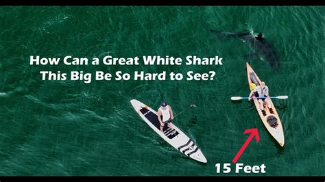 14 Foot Great White Shark Appears Behind Us While Kayaking Youtube